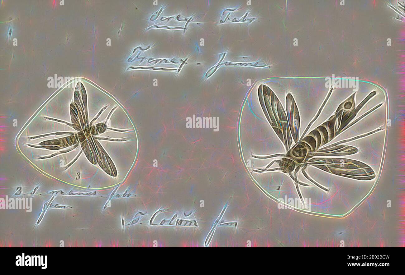 Siricidae hi-res stock photography and images - Alamy