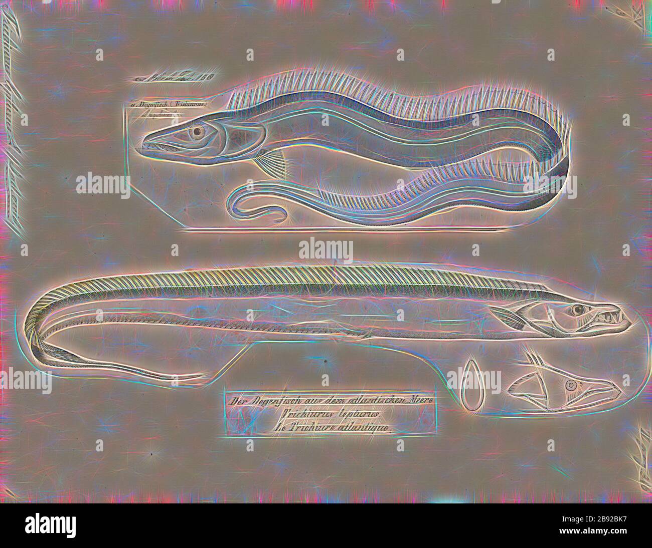 Largehead hairtail trichiurus lepturus hi-res stock photography and ...