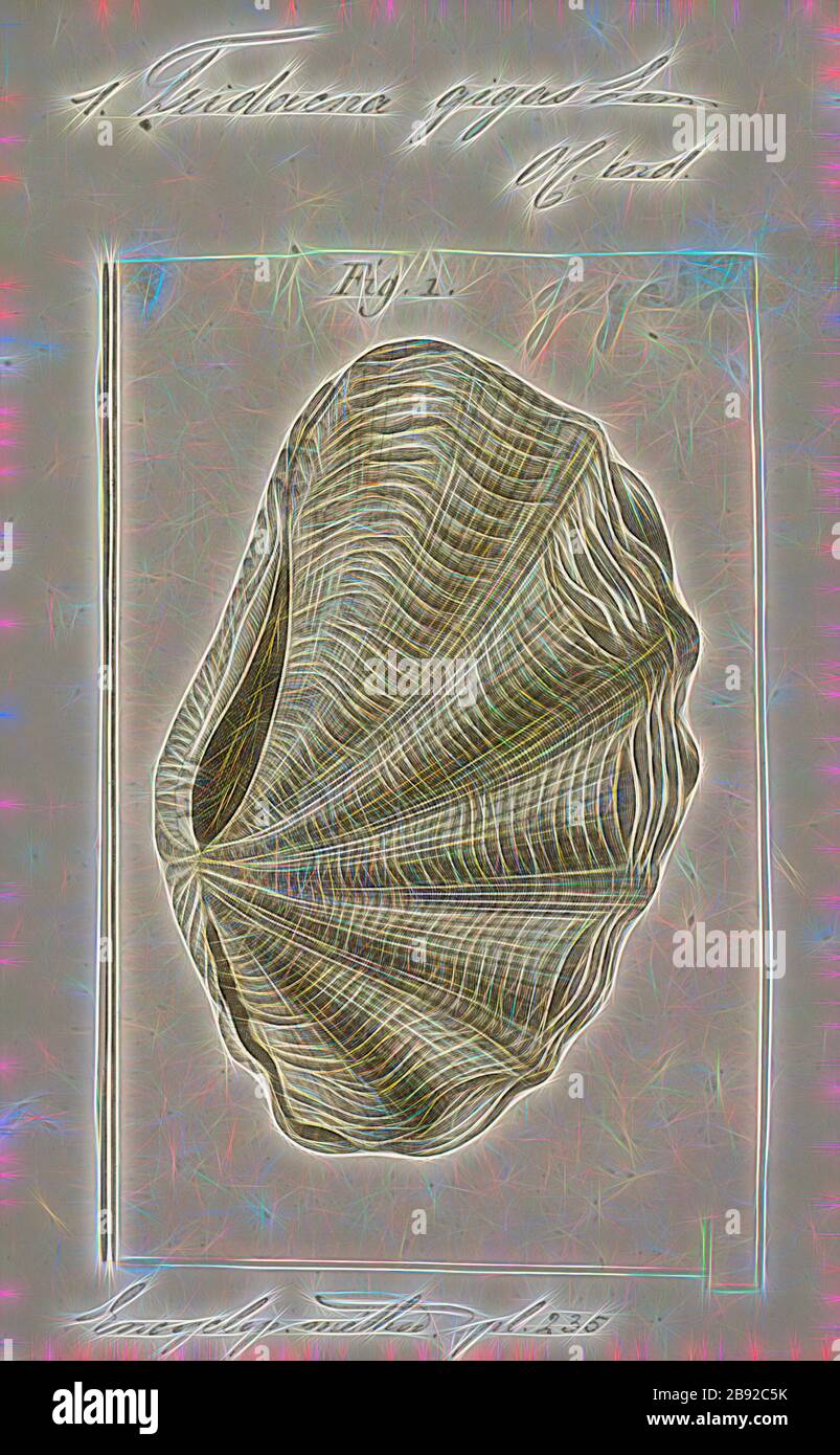 Tridacna gigas, Print, The giant clams are the members of the clam ...