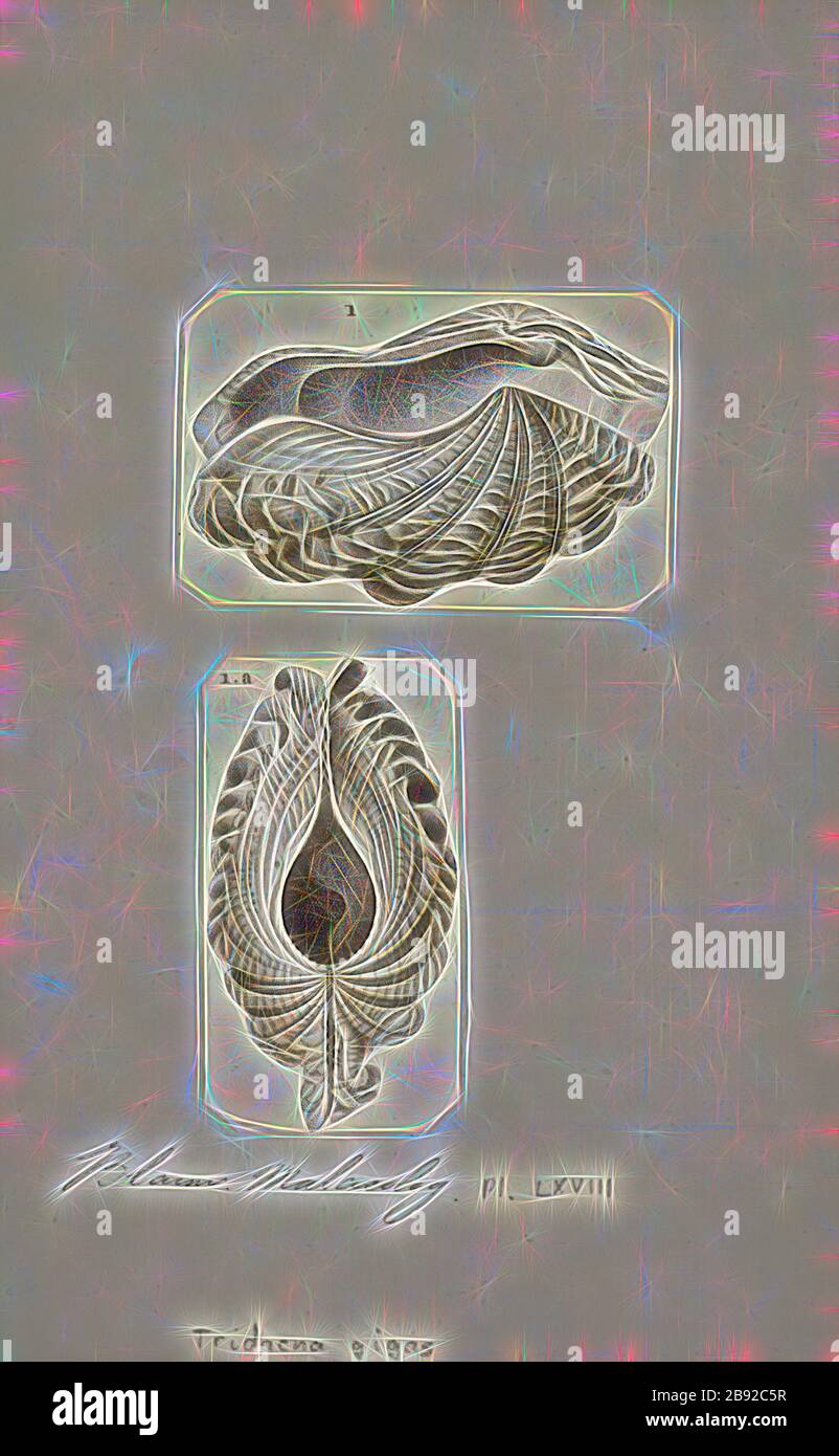 Tridacna gigas, Print, The giant clams are the members of the clam ...