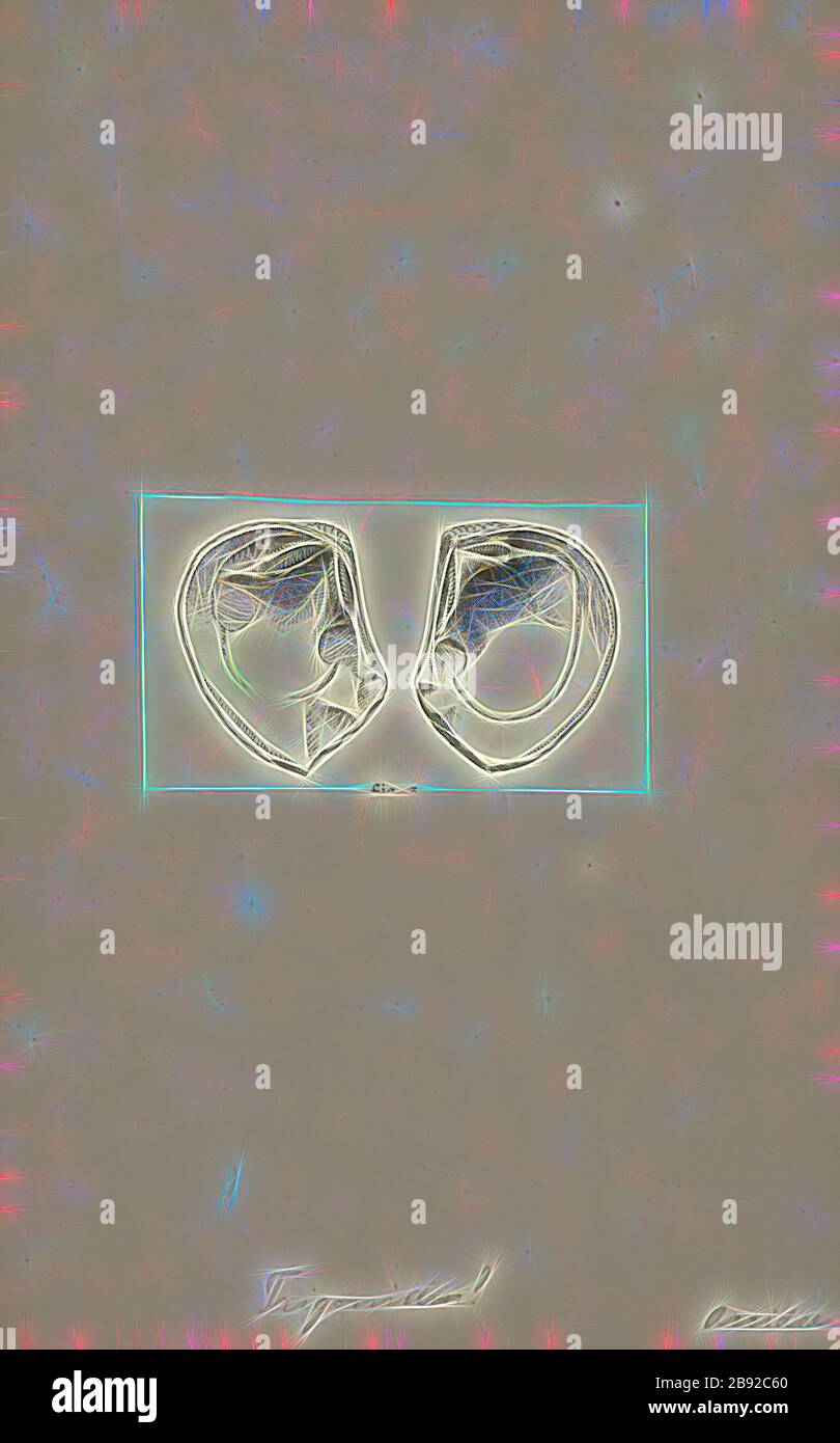 Trigonia, Print, Trigonia is an extinct genus of saltwater clams ...