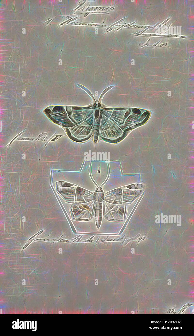 Trigonia hi-res stock photography and images - Alamy