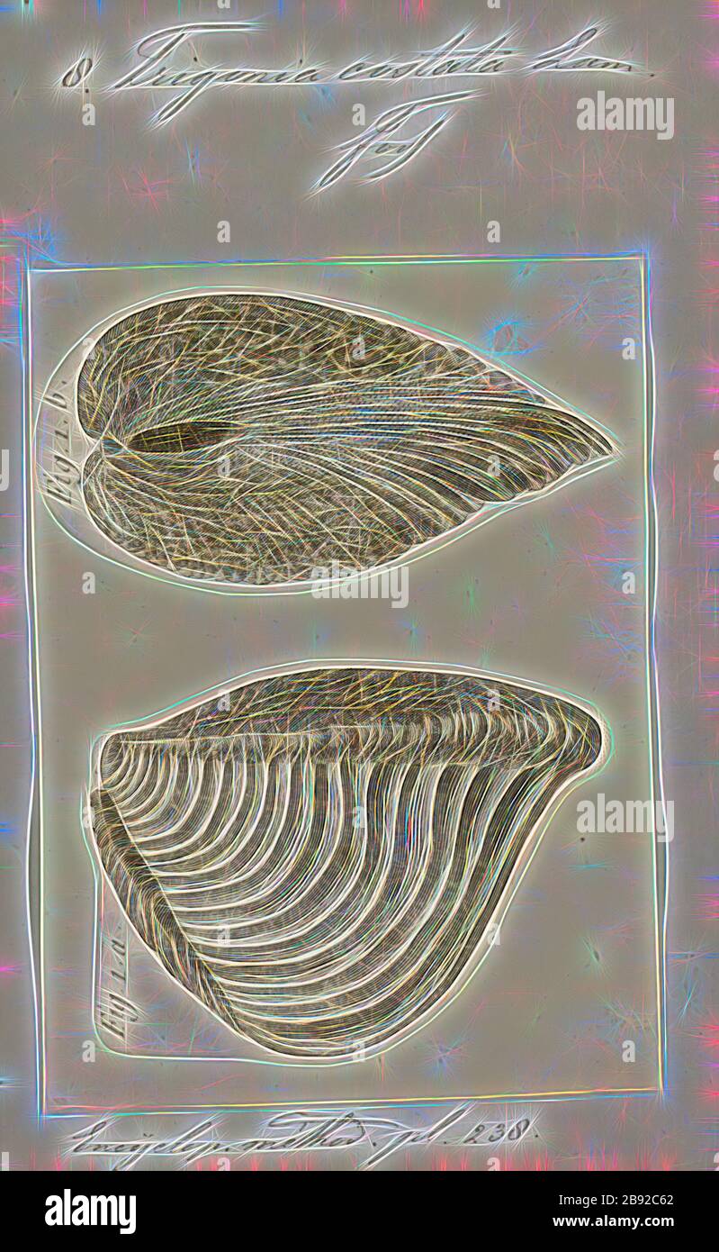 Trigonia costata, Print, Diagram of Trigonia costata James Parkinson ...