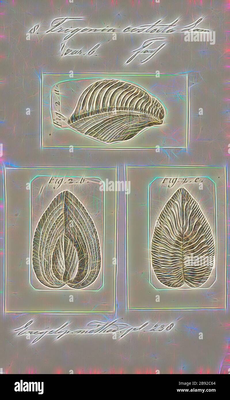 Trigonia costata, Print, Diagram of Trigonia costata James Parkinson ...