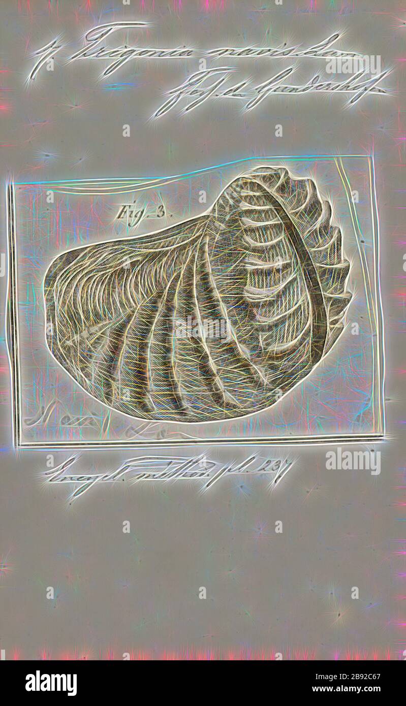 Trigonia navis, Print, Diagram of Trigonia costata James Parkinson ...