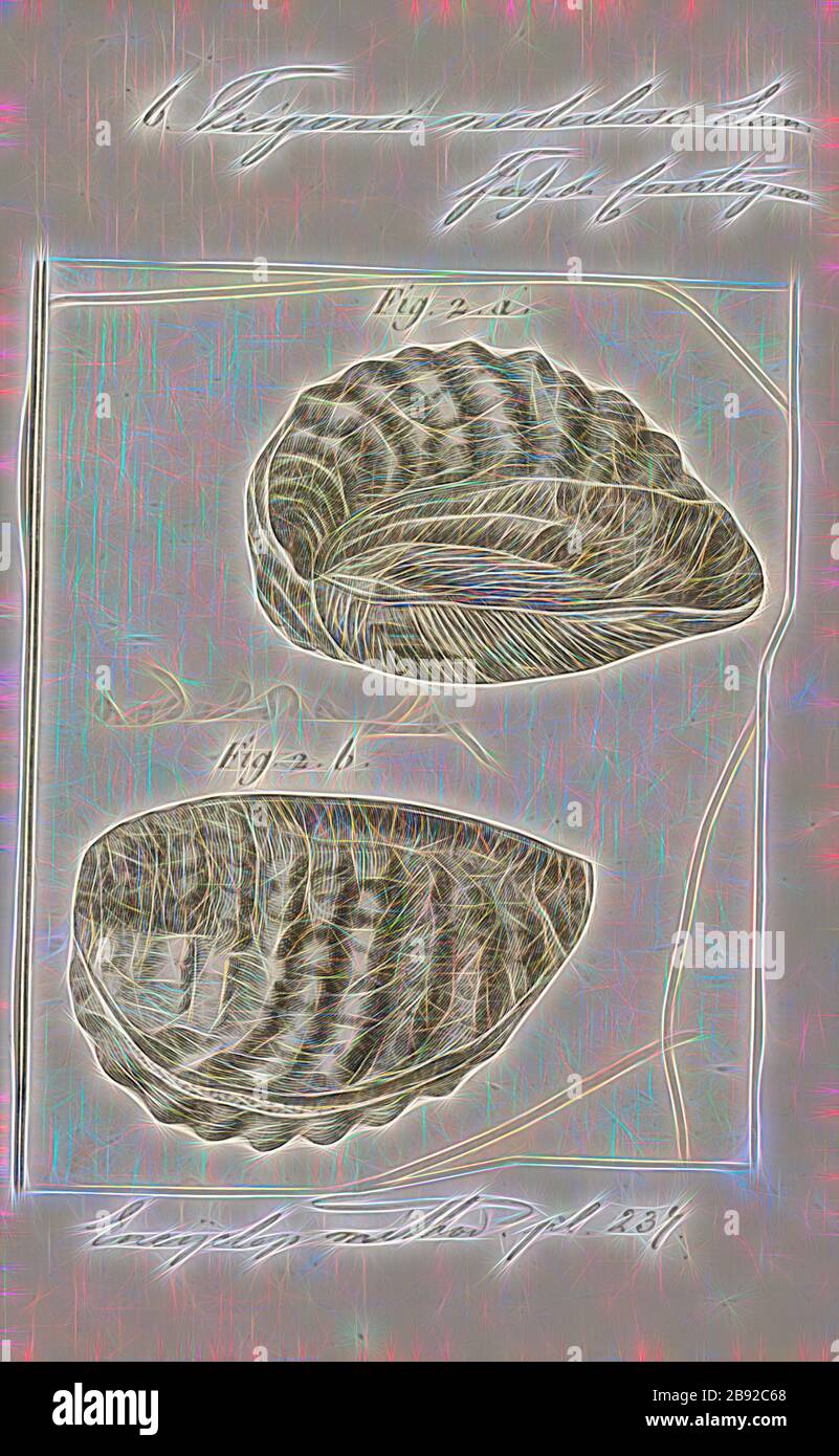 Trigonia nodulosa, Print, Diagram of Trigonia costata James Parkinson ...