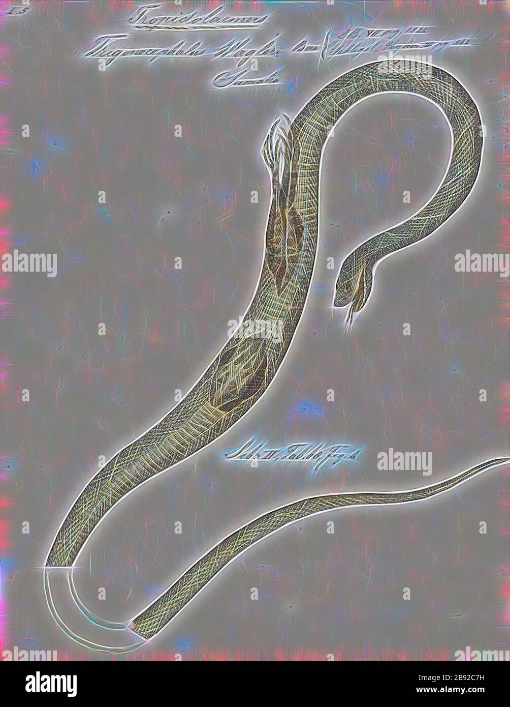 Venomous pitviper species hi-res stock photography and images - Alamy