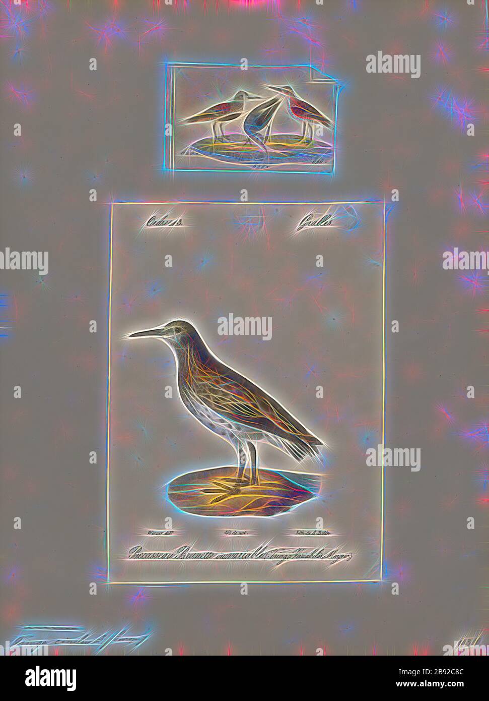 Tringa cinclus, Print, Tringa is a genus of waders, containing the ...