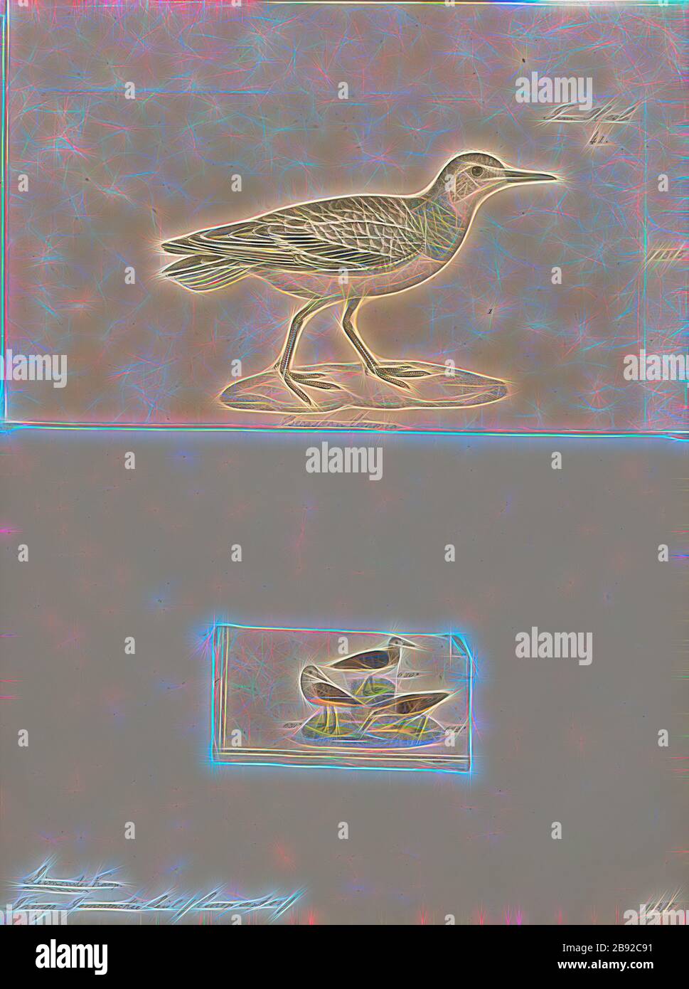 Tringa temminckii, Print, Tringa is a genus of waders, containing the ...