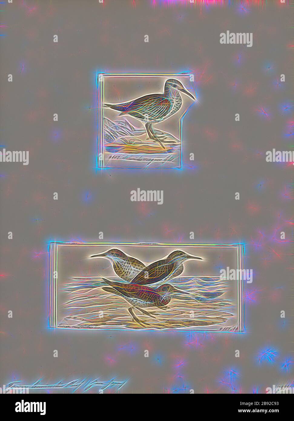 Tringa tenuirostris, Print, Tringa is a genus of waders, containing the ...