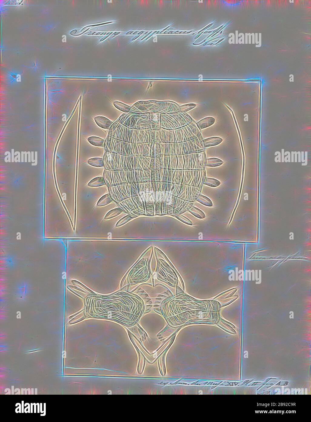 African softshell turtle hi-res stock photography and images - Alamy