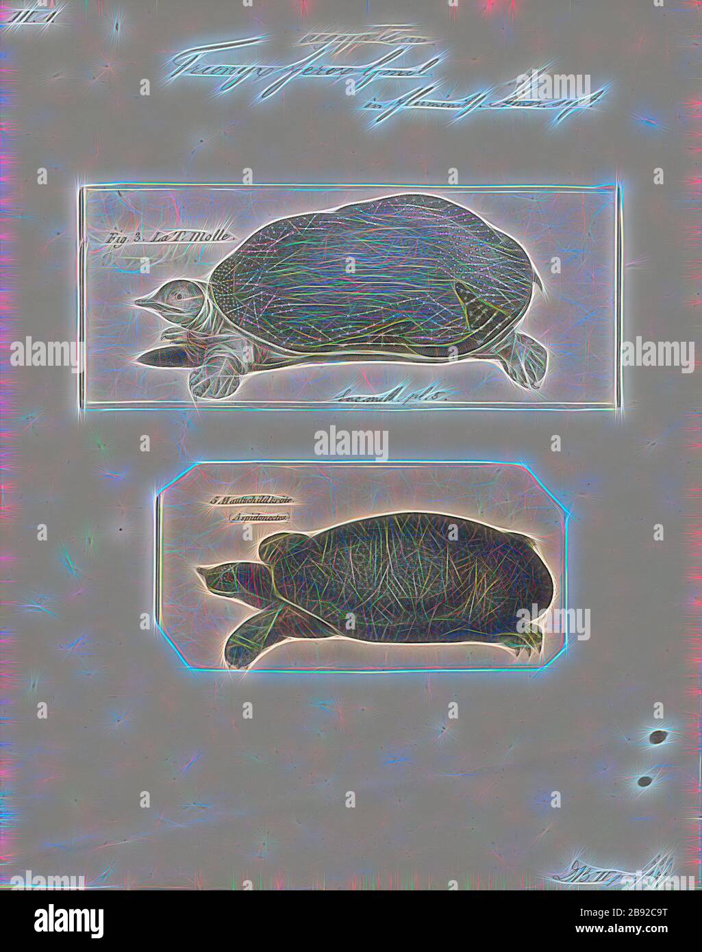 African softshell turtle hi-res stock photography and images - Alamy