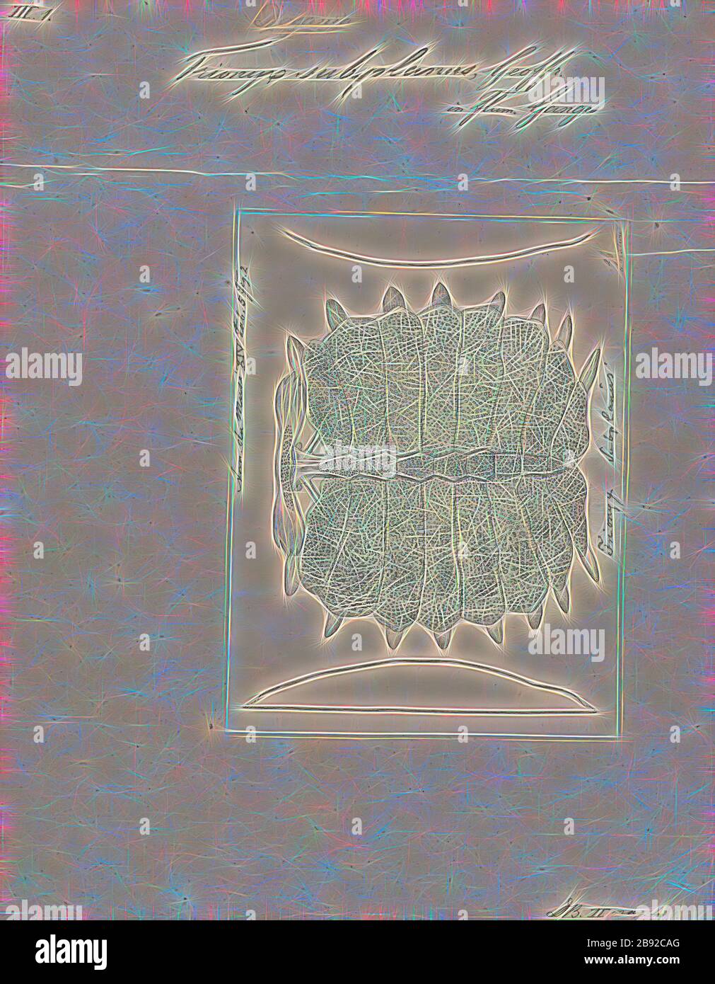 Trionyx subplanus hi-res stock photography and images - Alamy