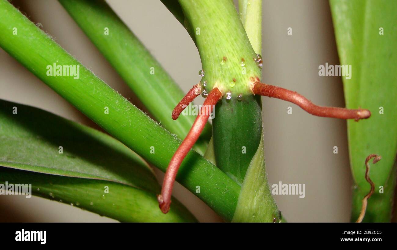 Split Leaf Philodendron Roots