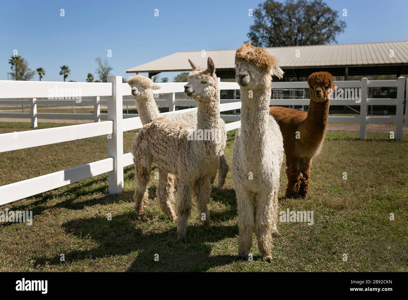 White alpaca standing hi-res stock photography and images - Alamy