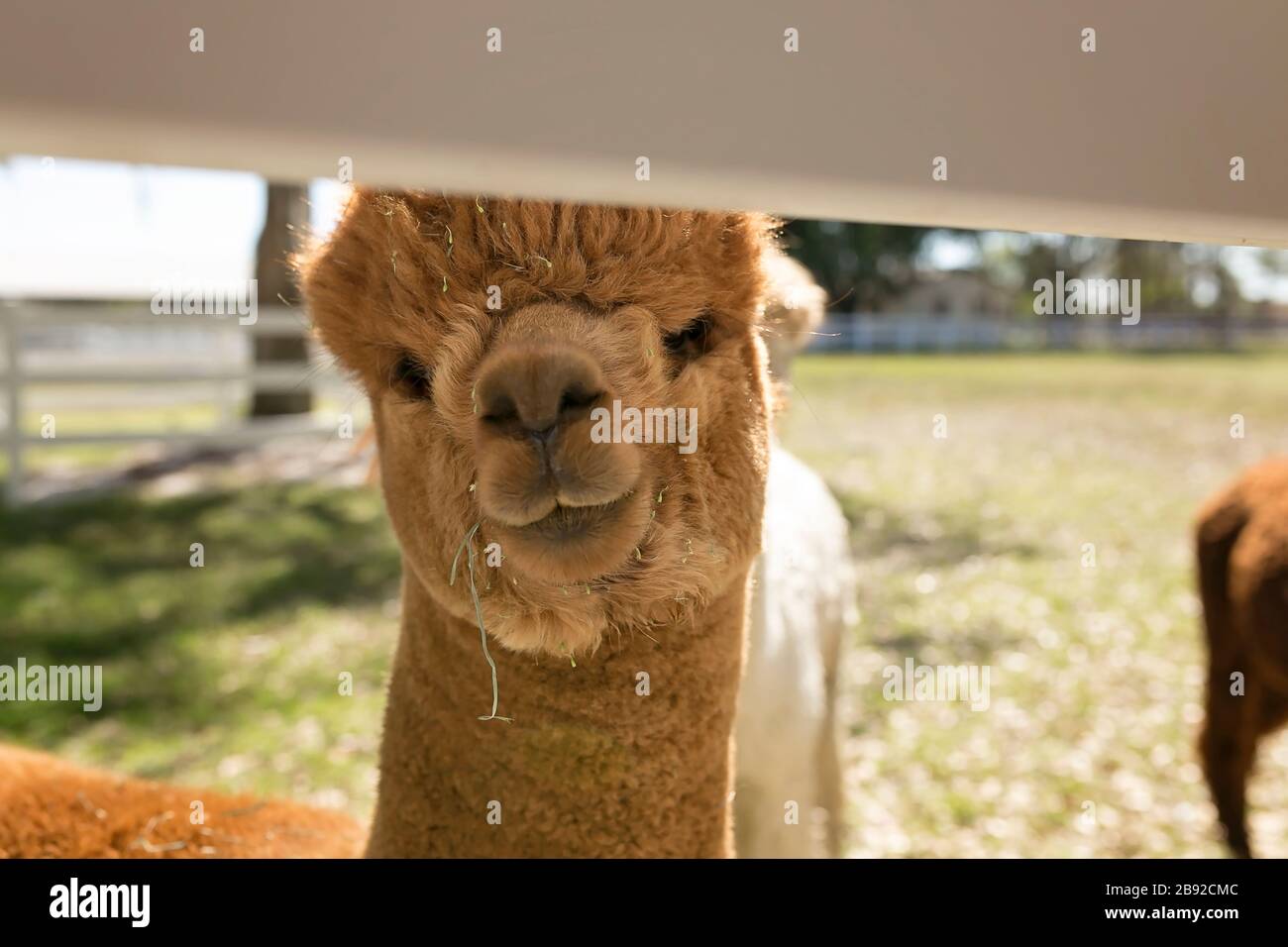 Young brown alpaca peeking behind fence at Golden Spirit Alpaca Farm ...