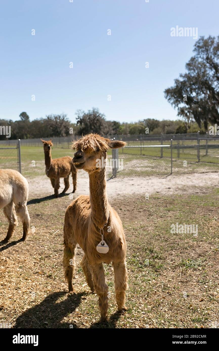 Suri hi-res stock photography and images - Alamy