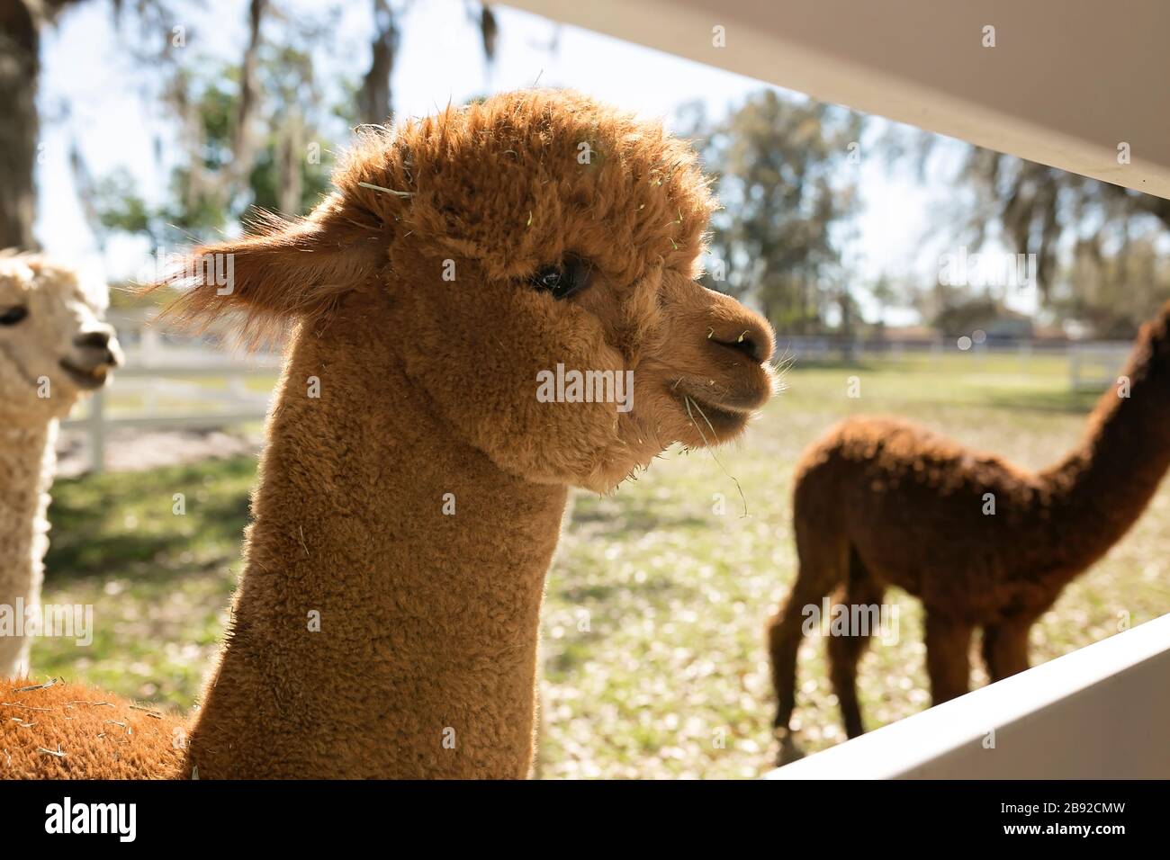 Light brown young alpaca looking through fence, other alpacas in back ...