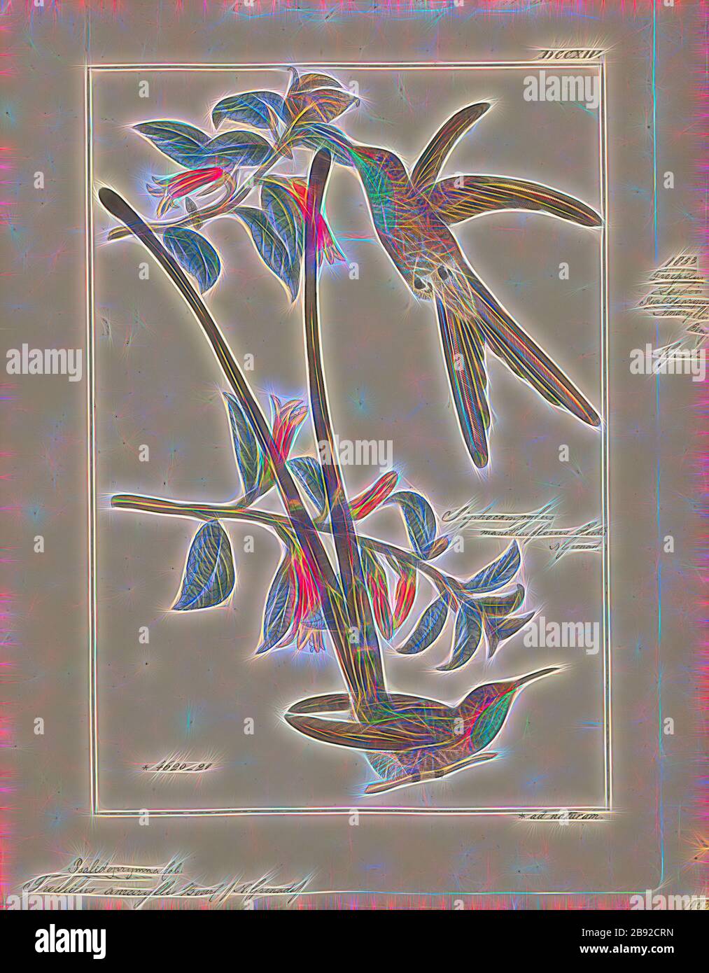 Trochilus amaryllis, Print, Streamertail, The streamertails are ...