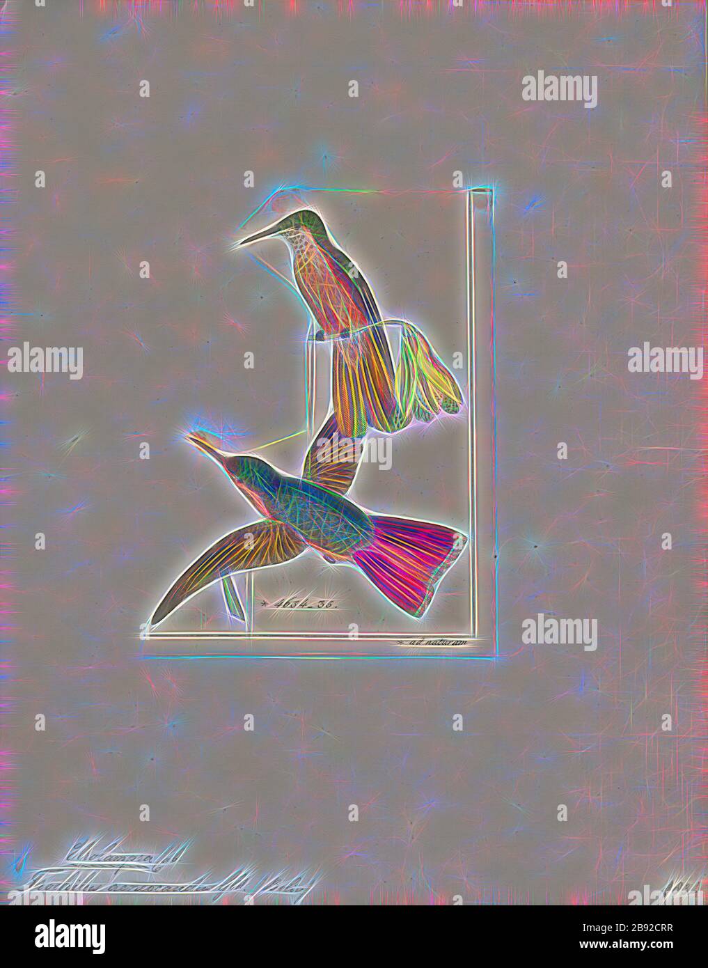 Trochilus aeneocaudus, Print, Streamertail, The streamertails are ...