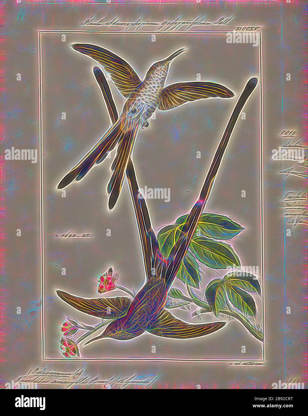 Trochilus amaryllis, Print, Streamertail, The streamertails are ...