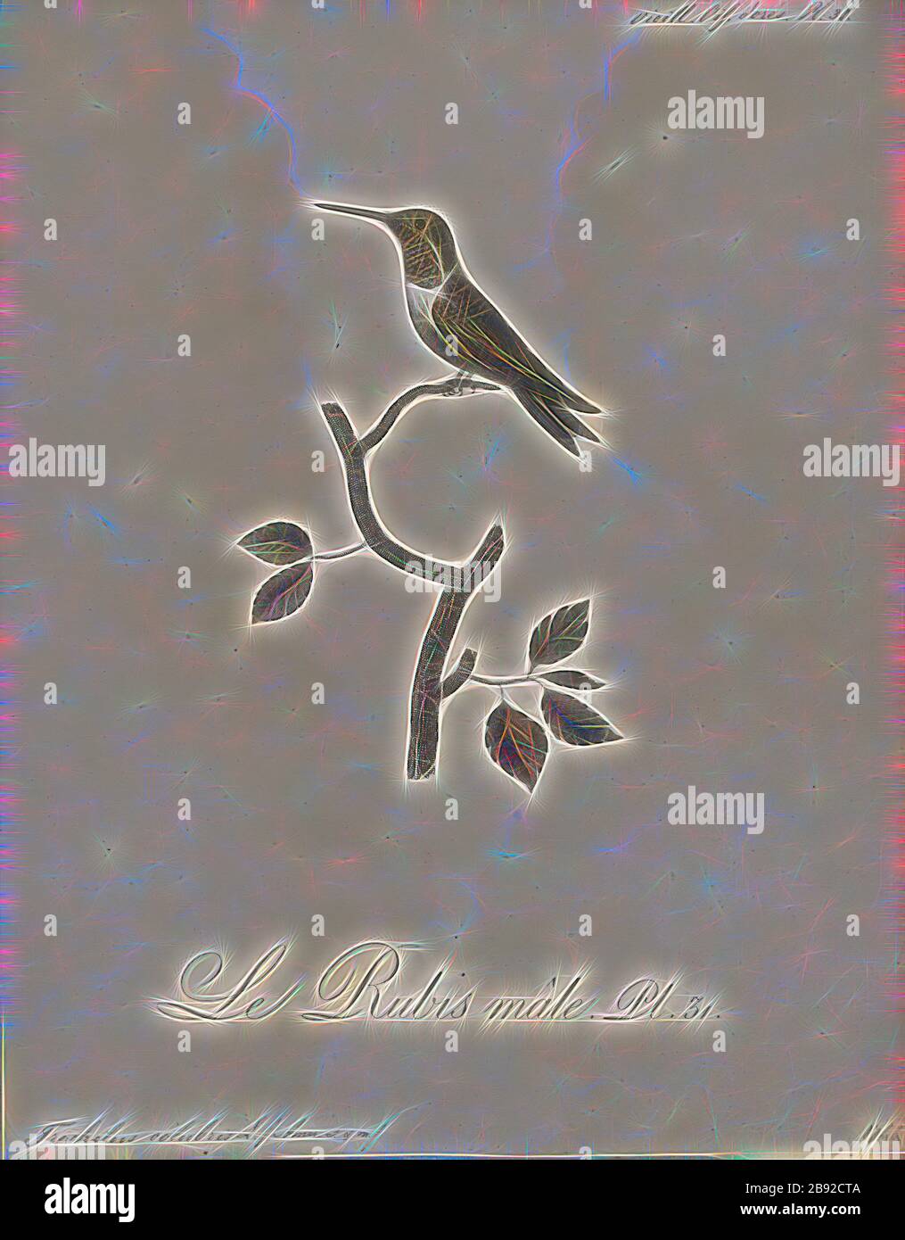 Trochilus species hi-res stock photography and images - Alamy