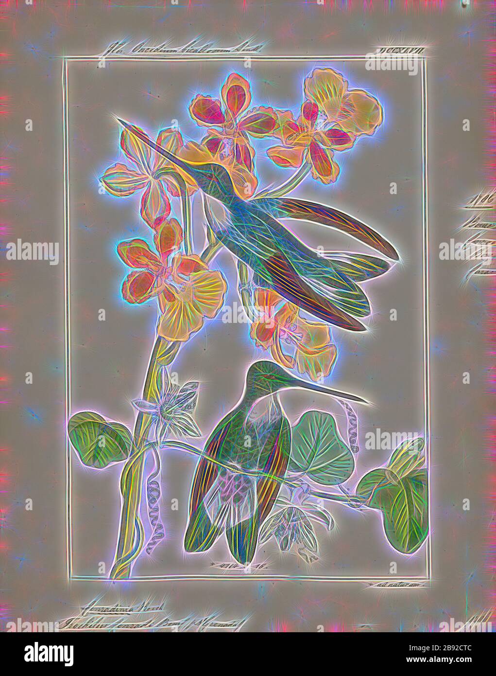 Trochilus conradi, Print, Streamertail, The streamertails are ...