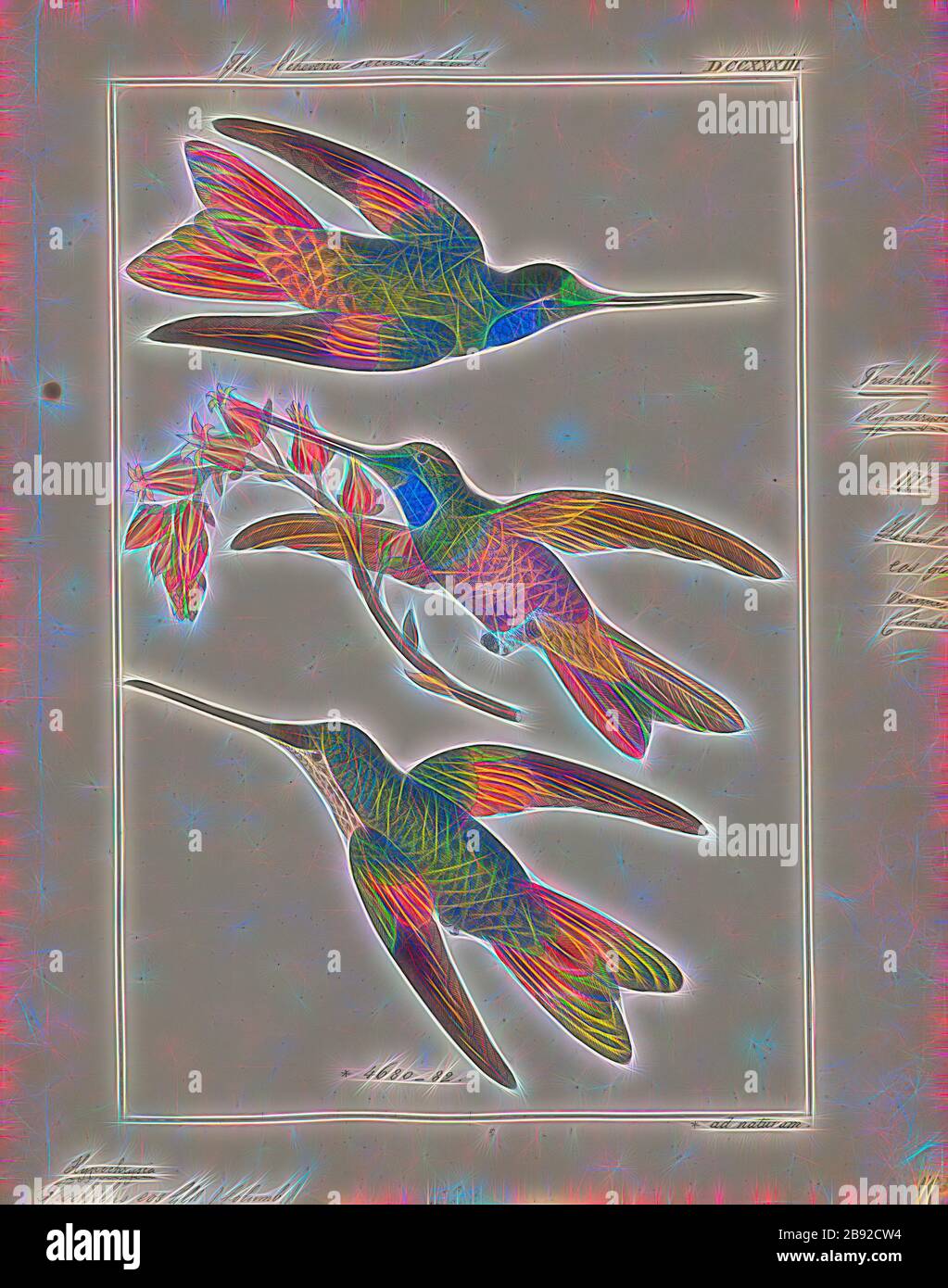 Trochilus eos, Print, Streamertail, The streamertails are hummingbirds ...