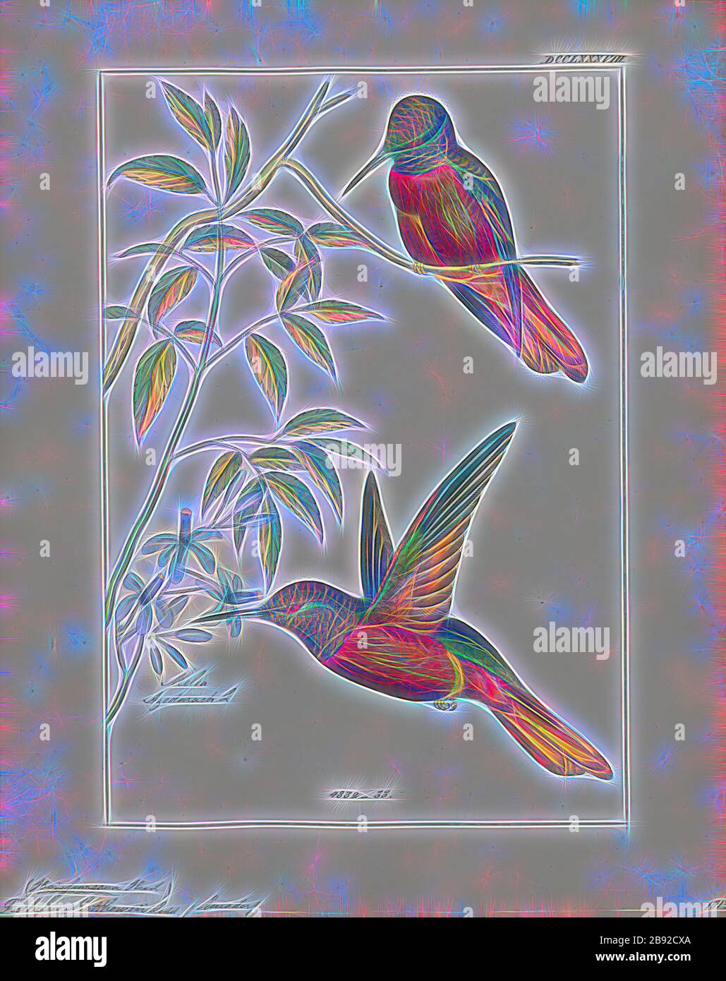 Trochilus matthewsi, Print, Streamertail, The streamertails are ...