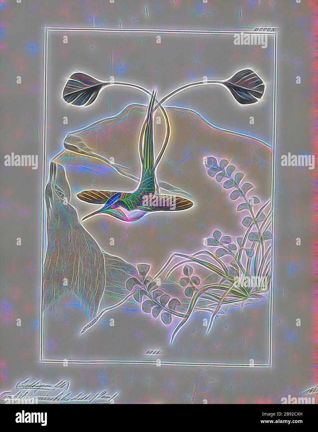 Trochilus mirabilis, Print, Streamertail, The streamertails are ...