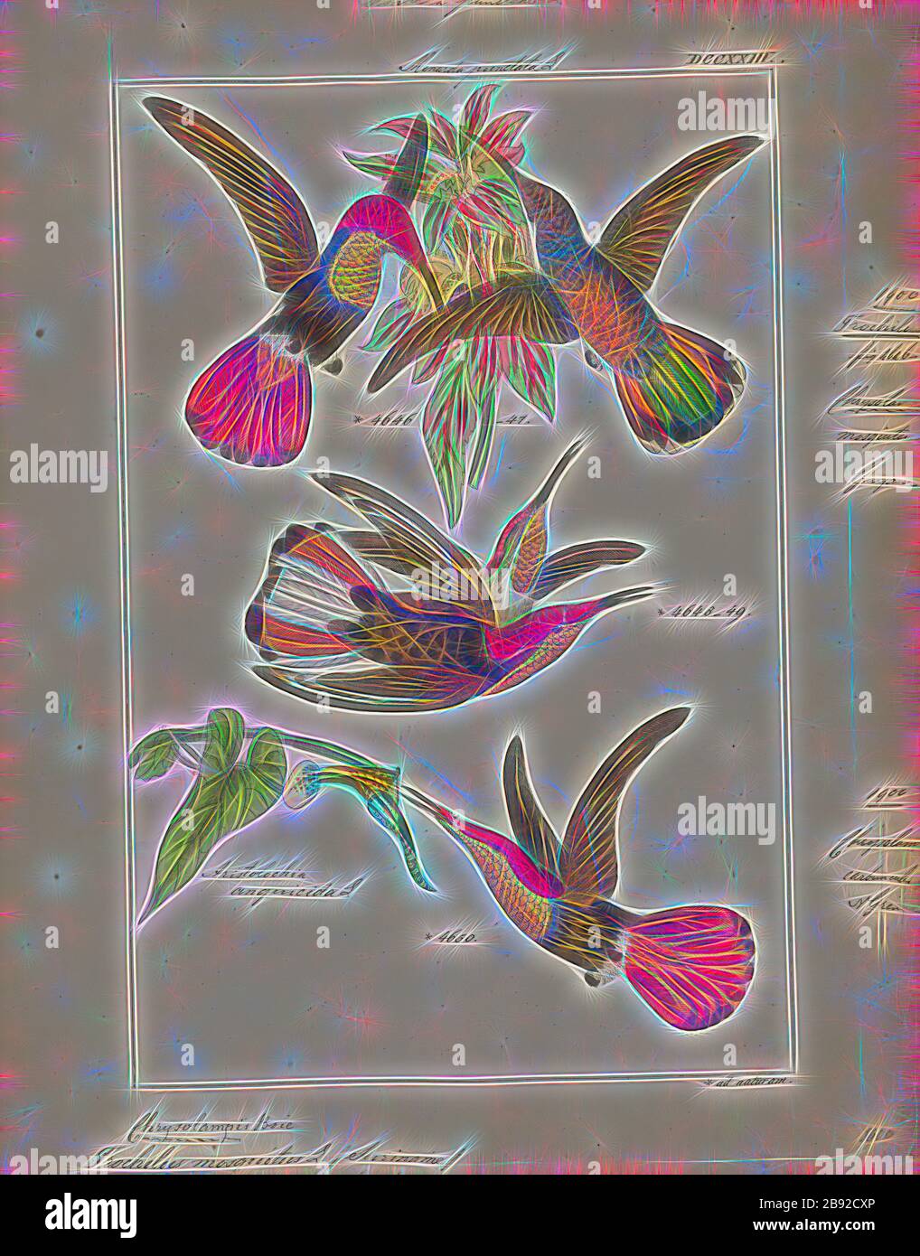 Trochilus mosquitus, Print, Streamertail, The streamertails are ...