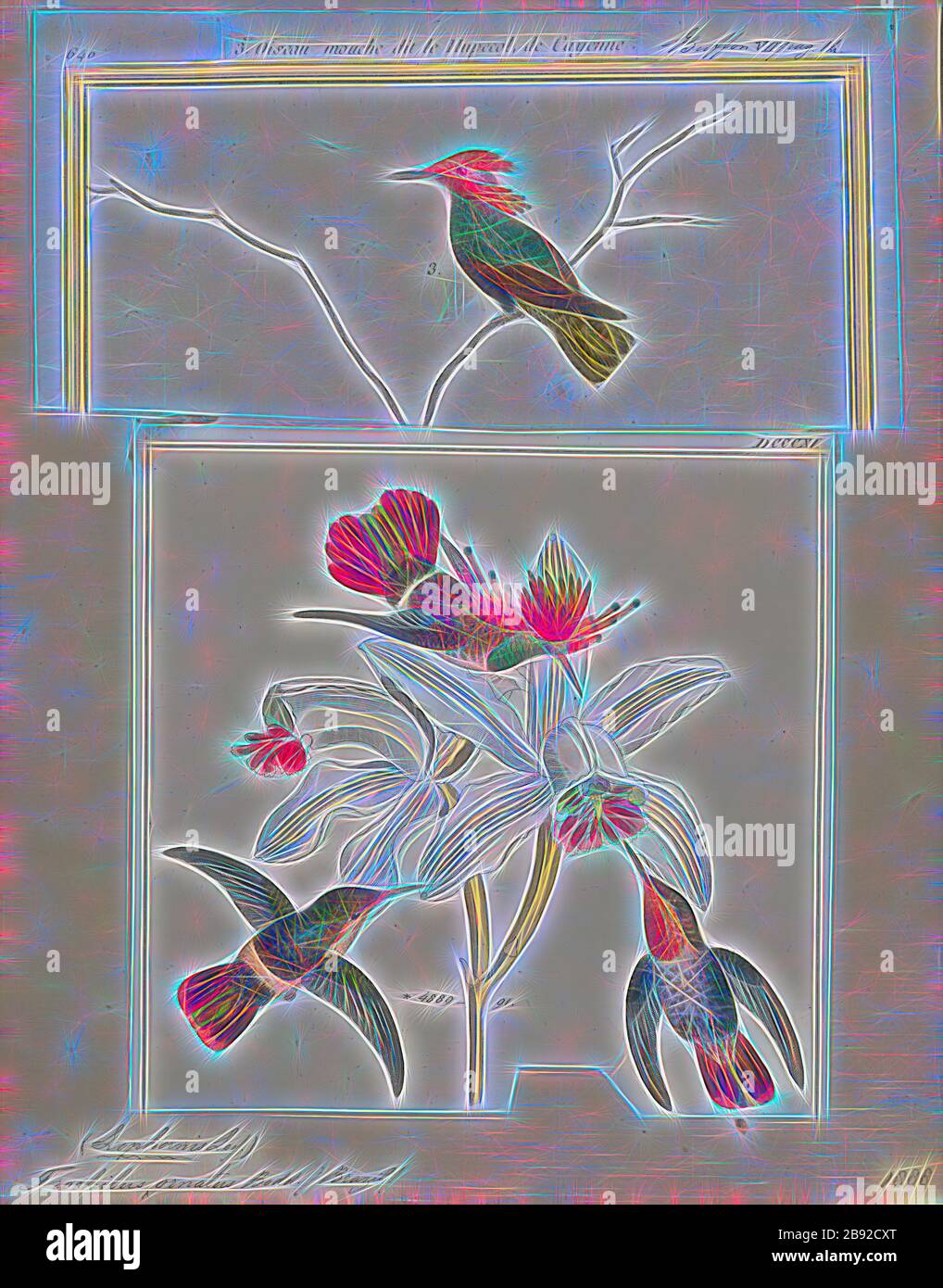 Trochilus ornatus, Print, Streamertail, The streamertails are ...