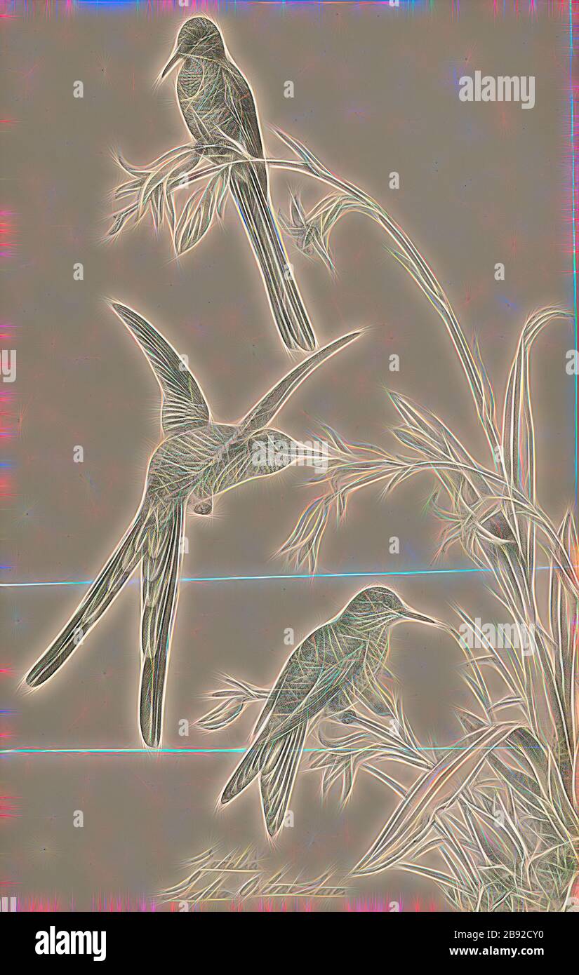 Trochilus ortoni, Print, Streamertail, The streamertails are ...