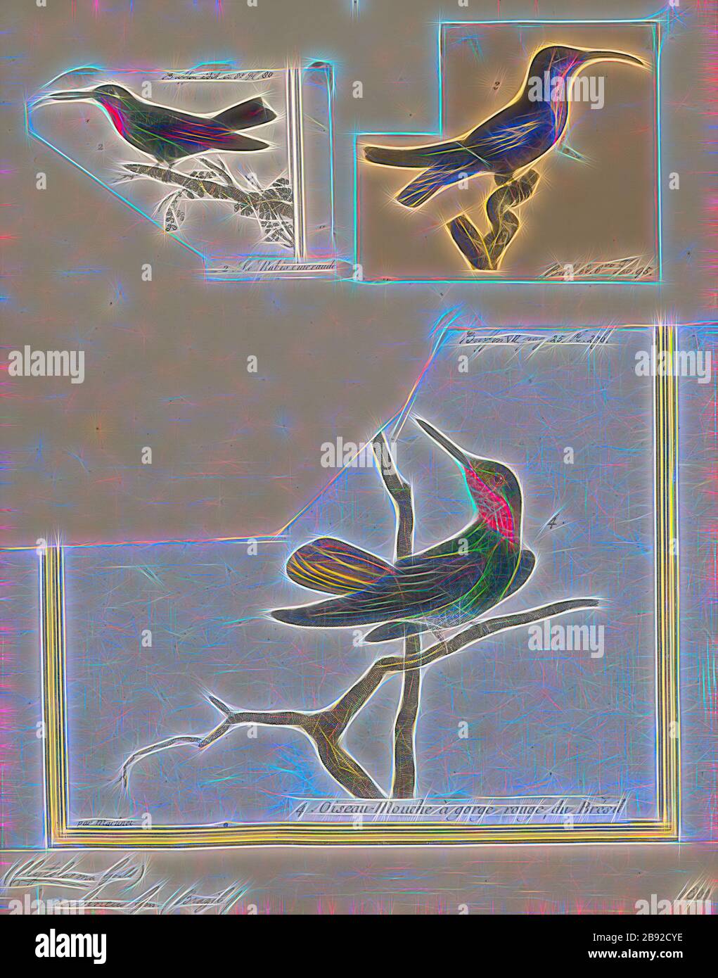 Trochilus rubineus, Print, Streamertail, The streamertails are ...