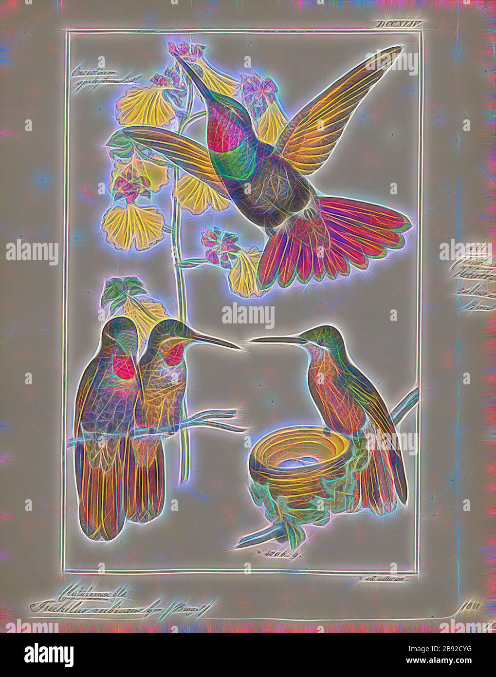 Trochilus rubineus hi-res stock photography and images - Alamy