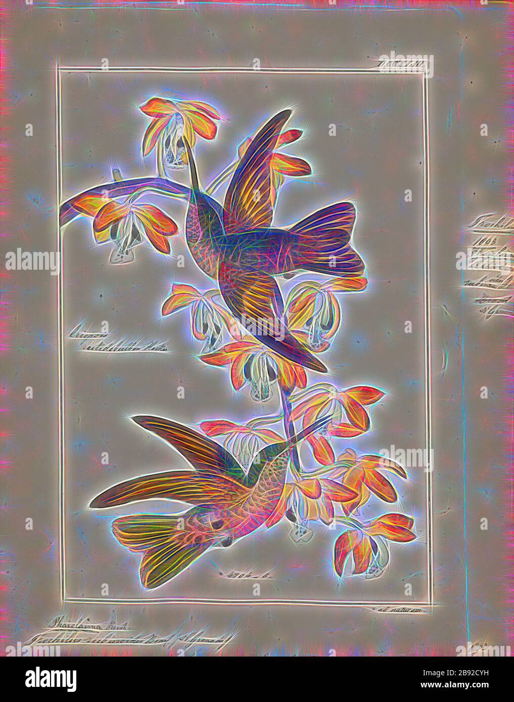 Trochilus rubinoides hi-res stock photography and images - Alamy