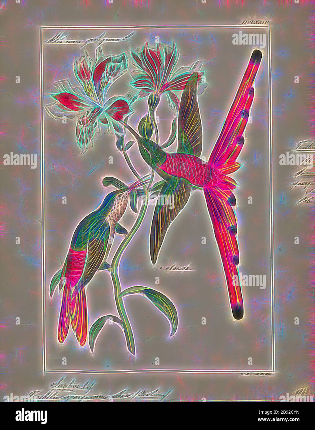 Trochilus sparganurus, Print, Streamertail, The streamertails are ...