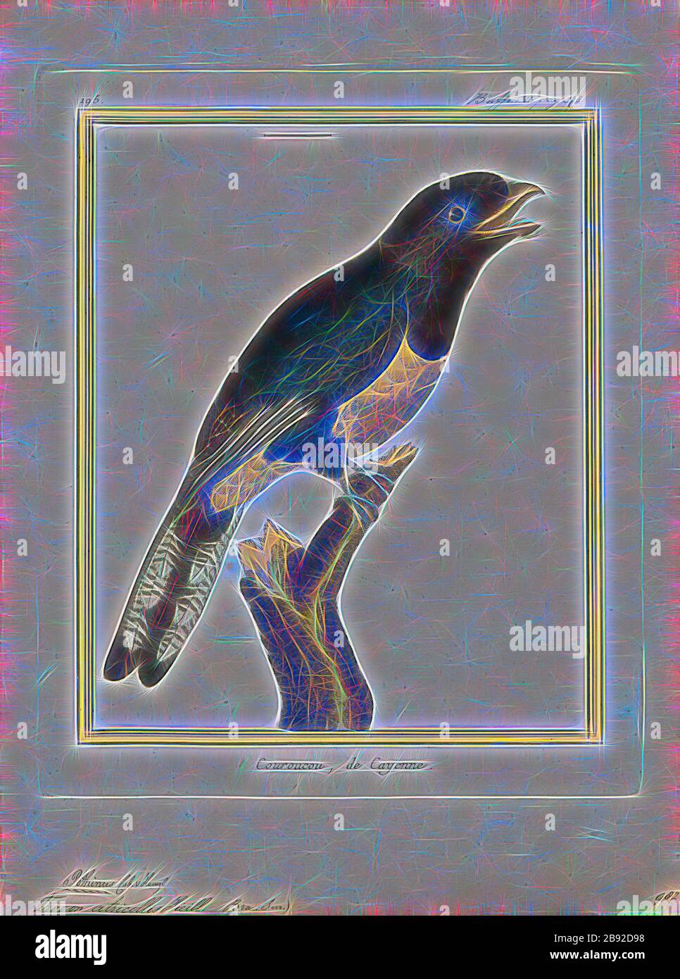 Basal species hi-res stock photography and images - Alamy