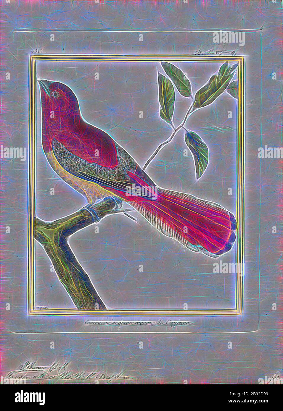 Trogon atricollis, Print, The trogons and quetzals are birds in the ...