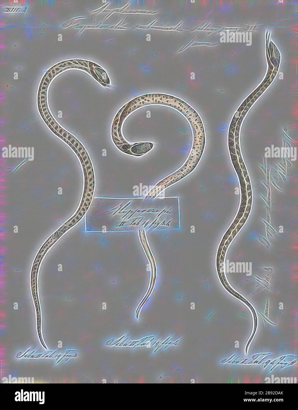 Tropidonotus subminiatus hi-res stock photography and images - Alamy