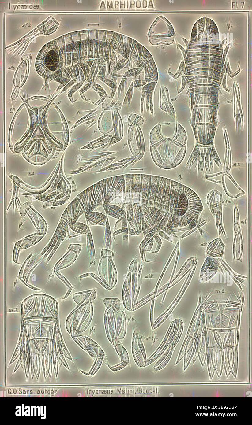 Tryphaena hi-res stock photography and images - Alamy