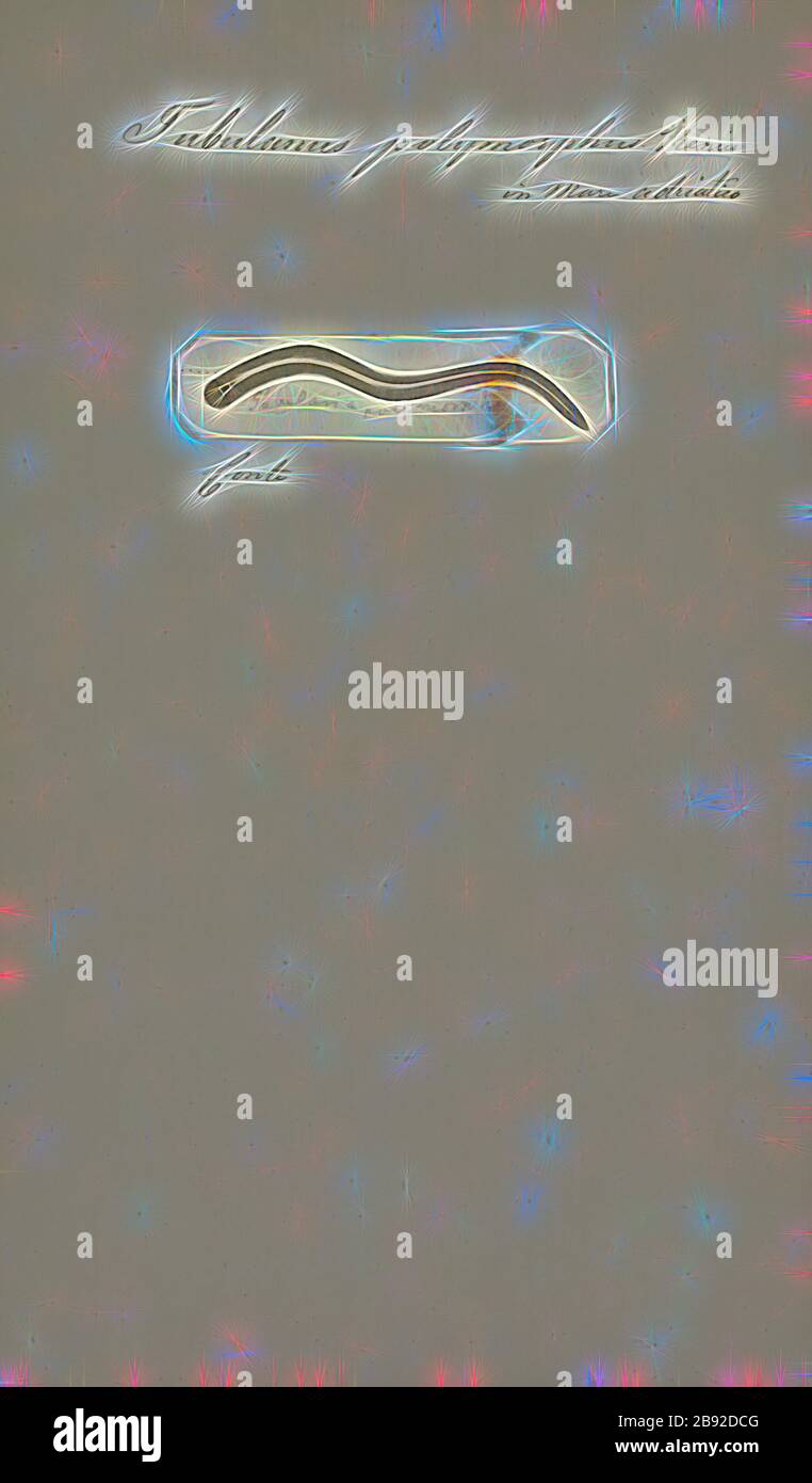 Phylum nemertea hi-res stock photography and images - Alamy