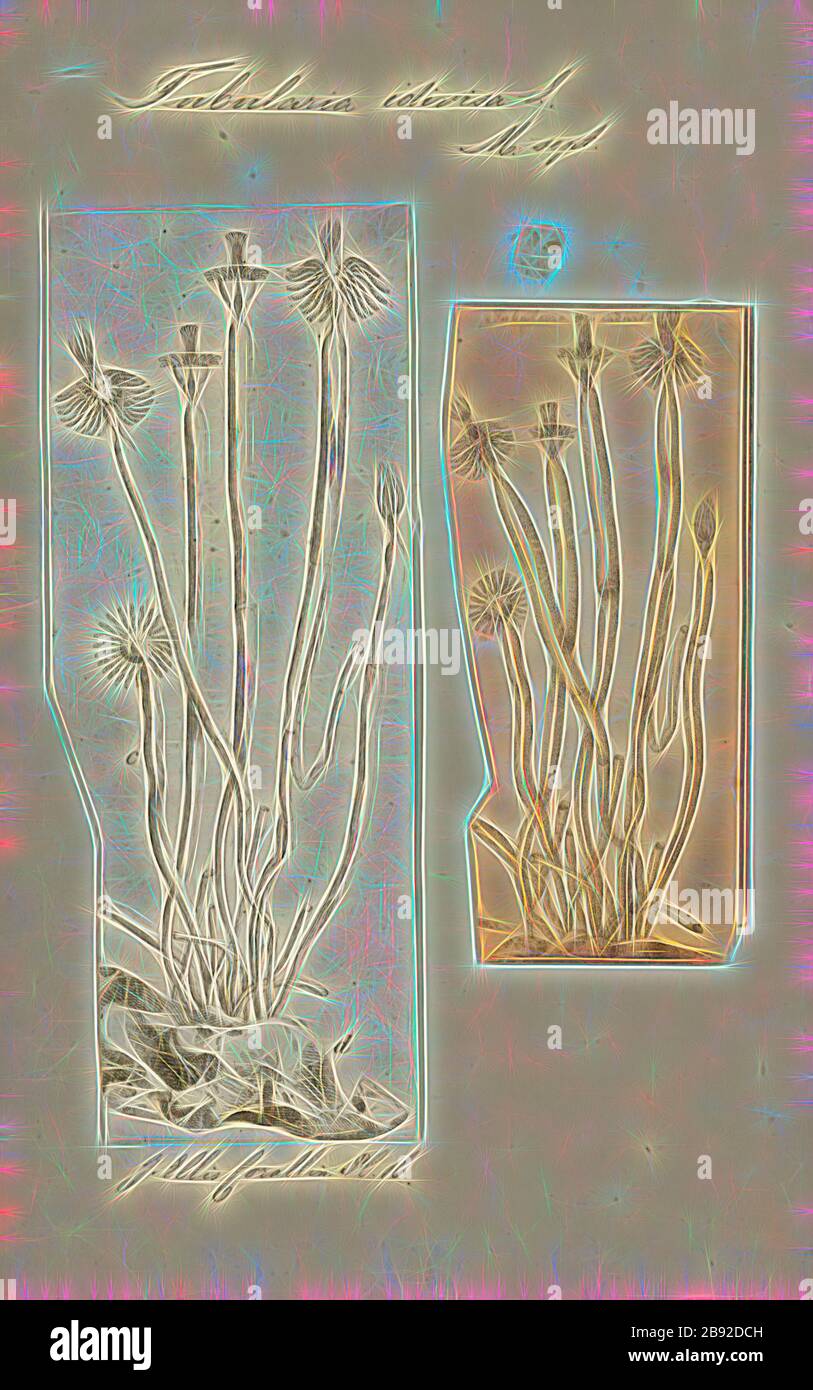 Large hydroid native hi-res stock photography and images - Alamy