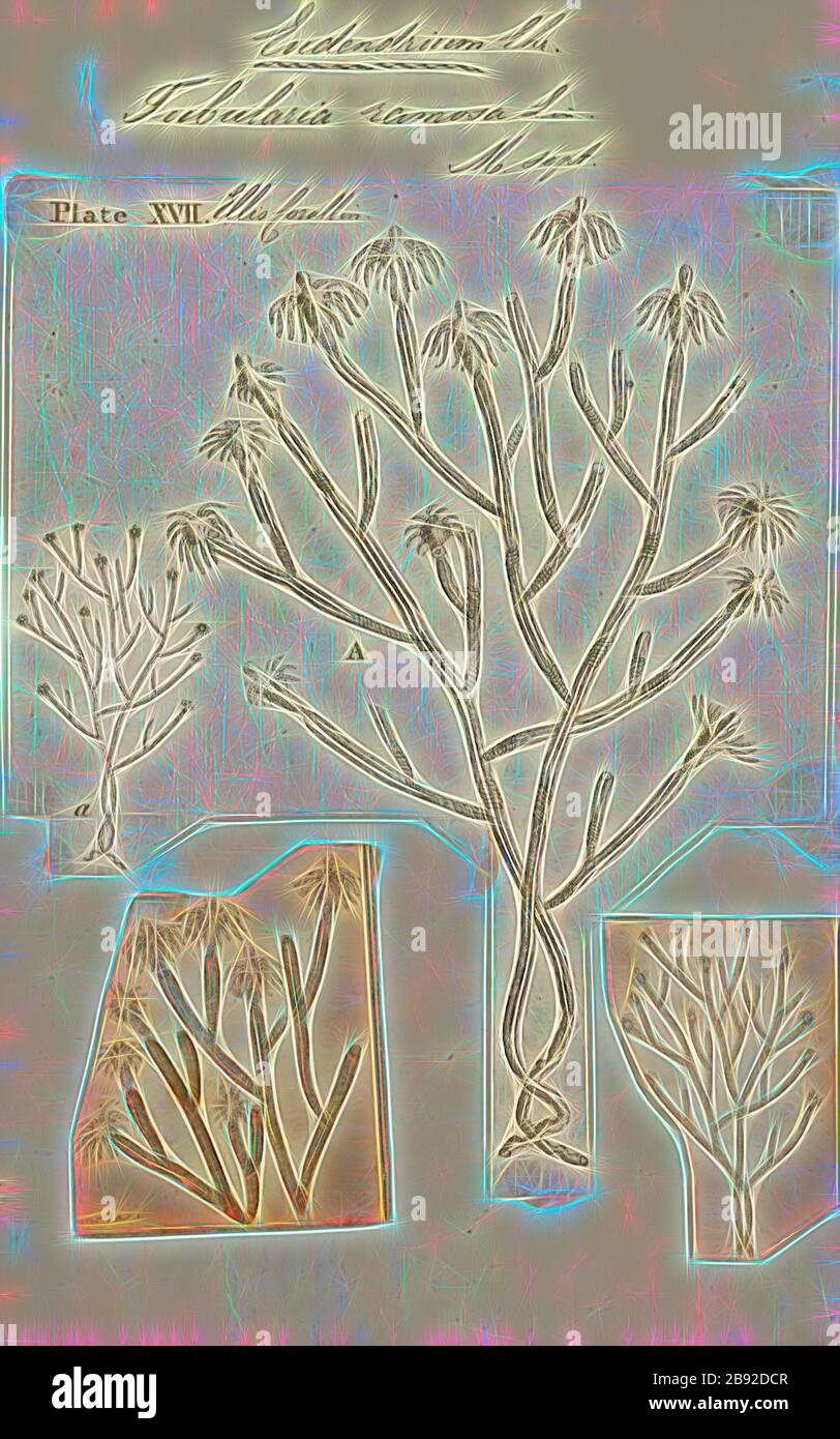 Tubularia ramosa hi-res stock photography and images - Alamy