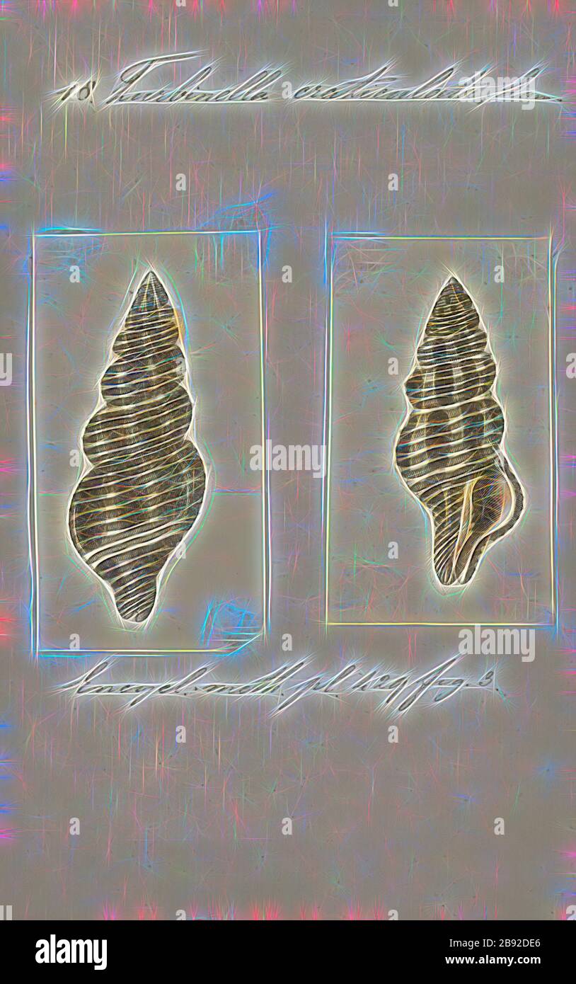 Turbinella craticulata, Print, Turbinella is a genus of very large sea ...