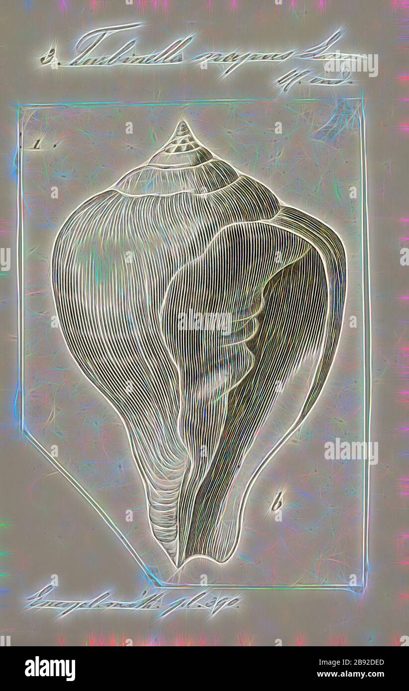 Turbinella napus, Print, Turbinella is a genus of very large sea snails ...