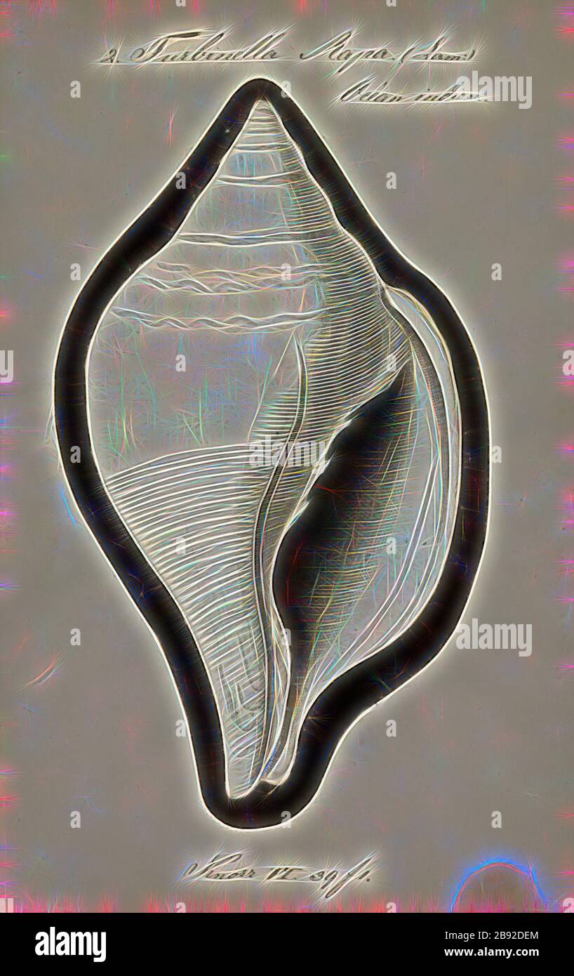 Turbinella rapa, Print, Turbinella is a genus of very large sea snails ...