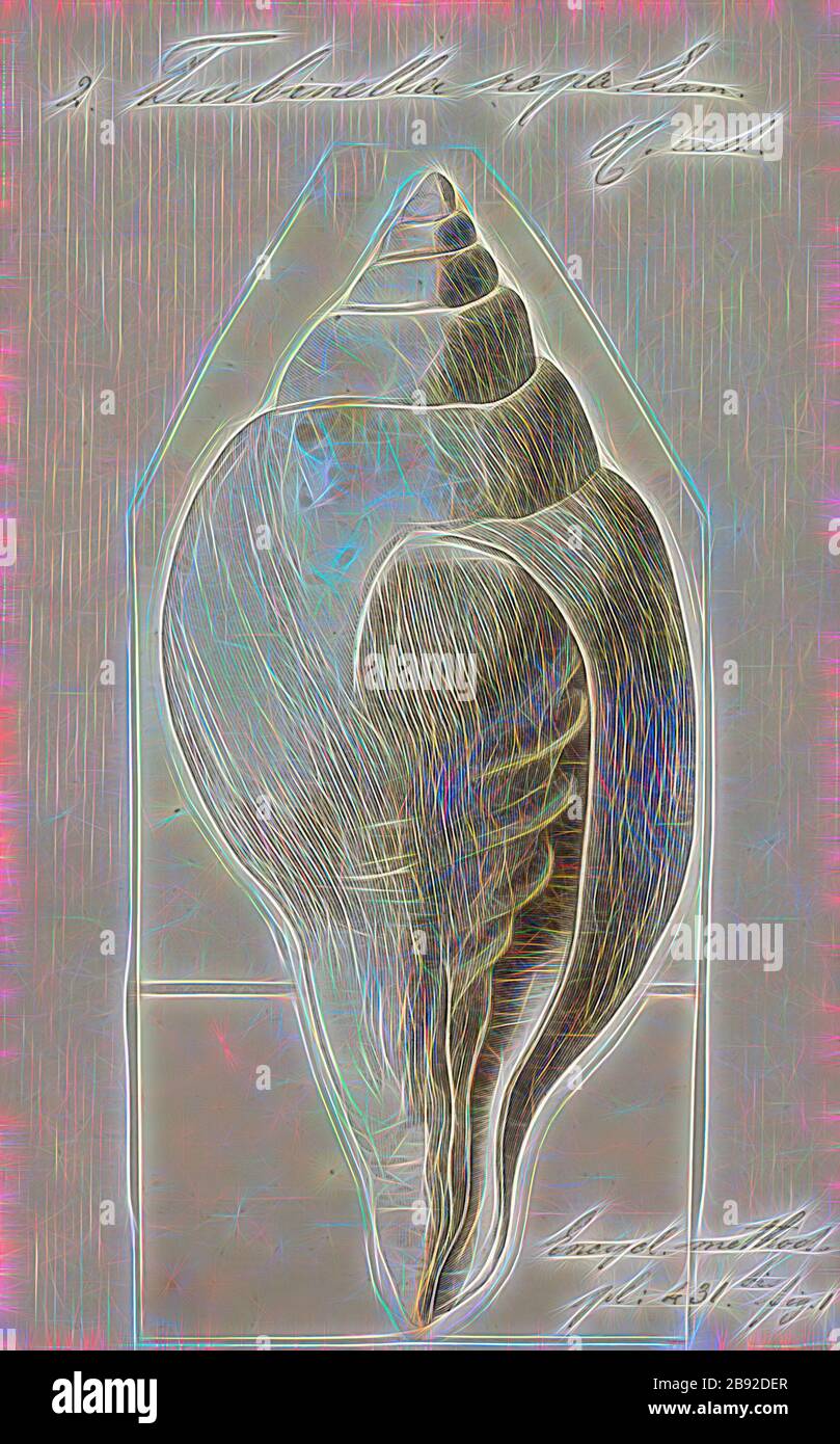 Turbinella rapa, Print, Turbinella is a genus of very large sea snails ...