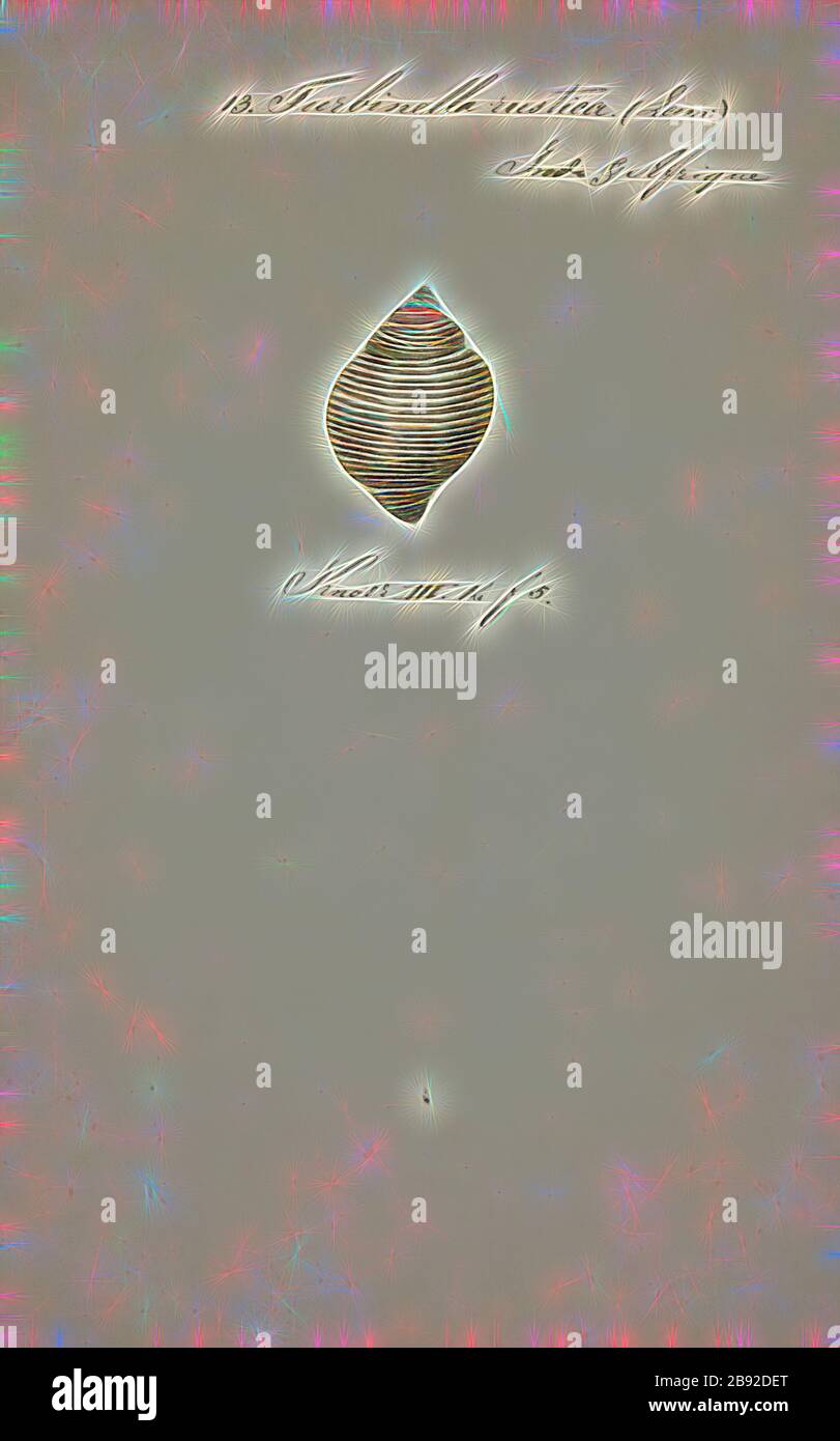 Turbinella rustica, Print, Turbinella is a genus of very large sea ...