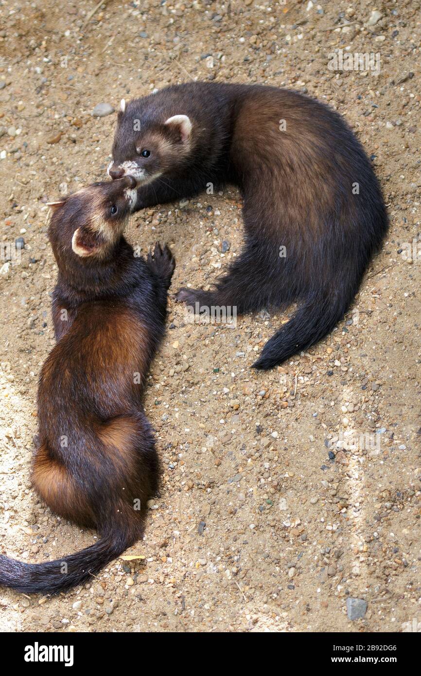 Young European Polecats (mustela putorius) playing in the sunshine ...